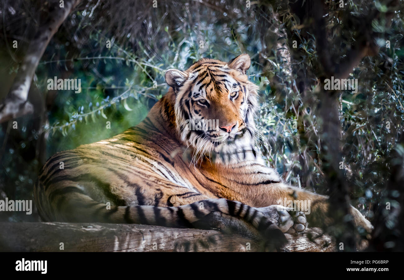 Tiger close photos hi-res stock photography and images - Alamy