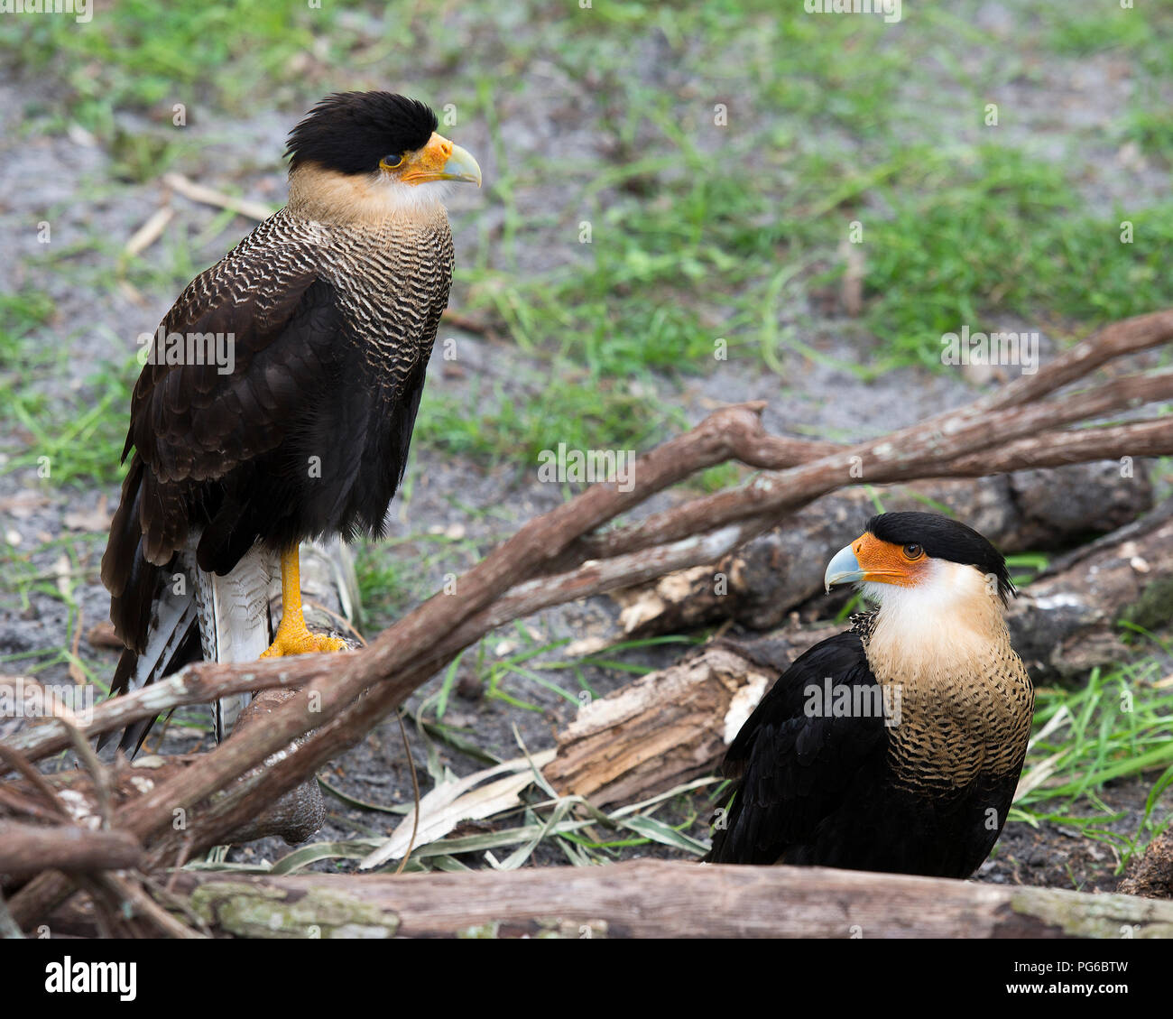 Caracara bird enjoying the sun Stock Photo - Alamy