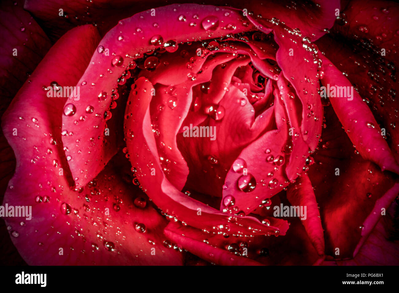 Rose petal dew hi-res stock photography and images - Alamy