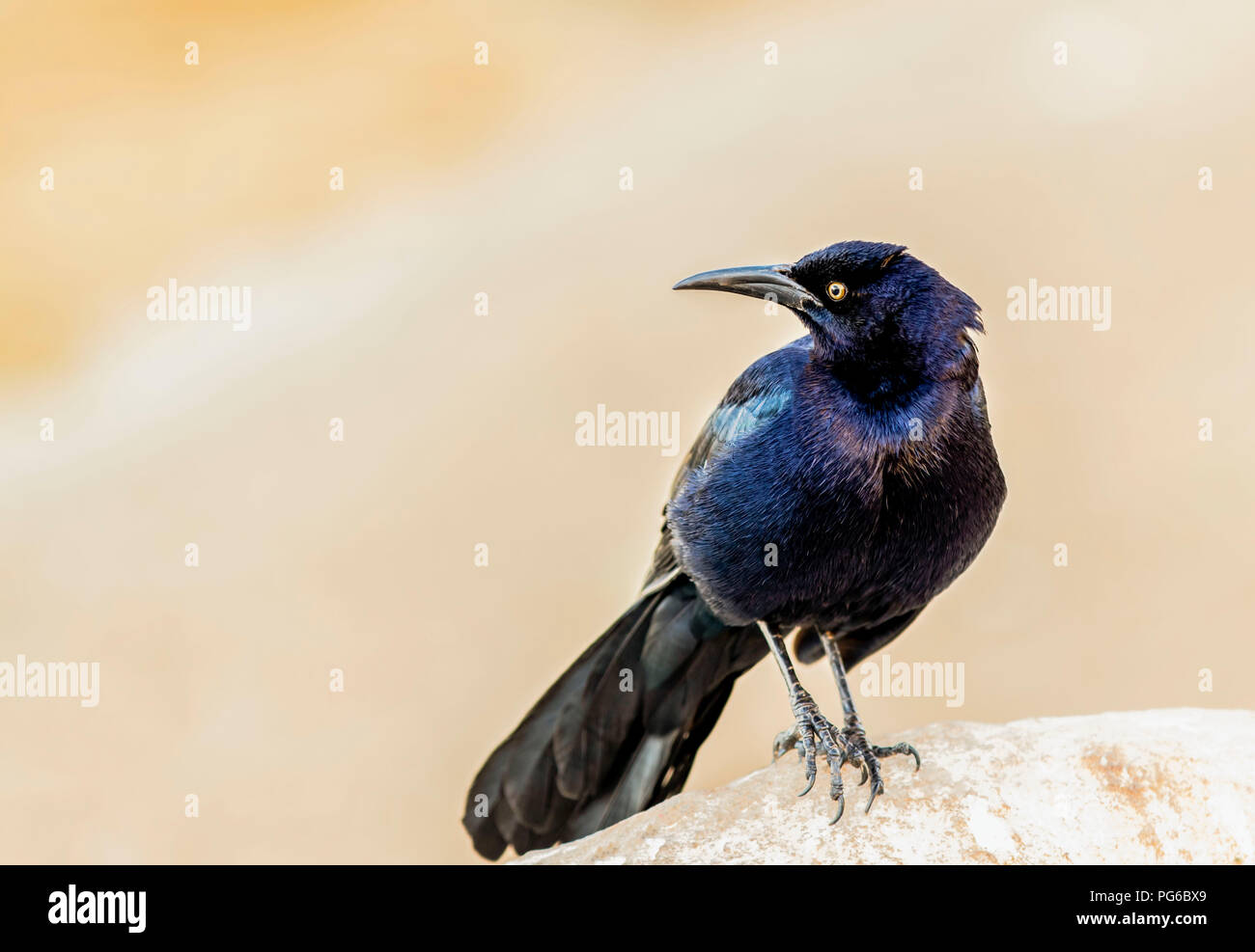 Male Grackle sitting on a rock Stock Photo - Alamy