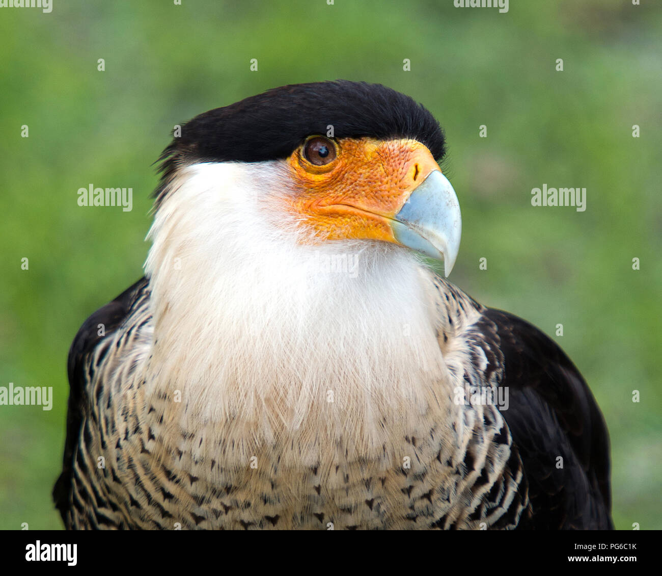 Caracara behavior hi-res stock photography and images - Alamy