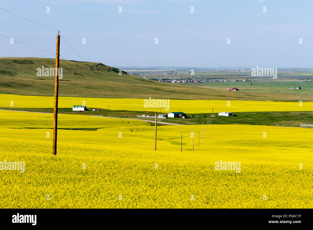 Wind turbine power generation in canola field in bloom near Pincher ...