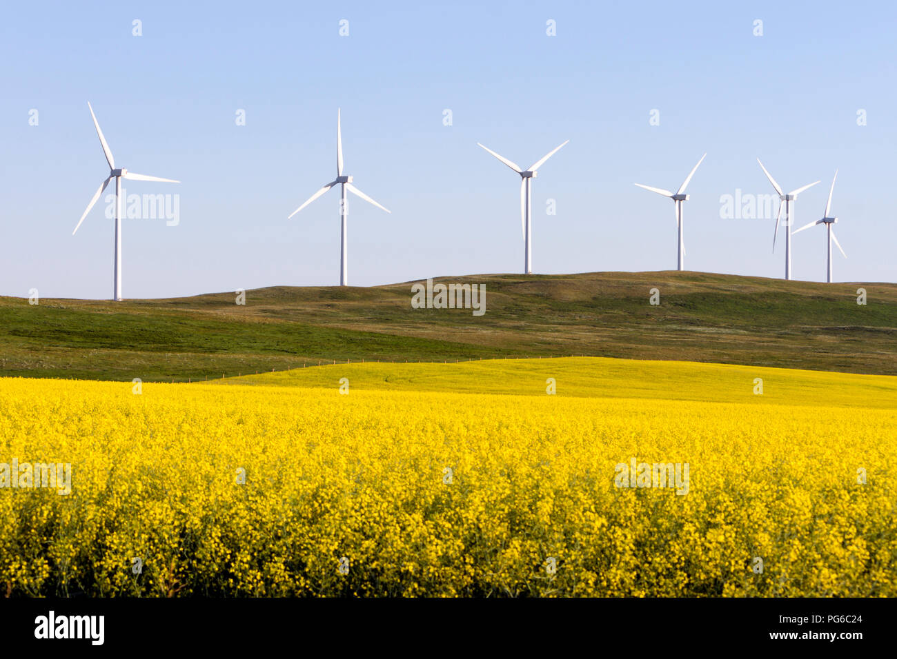 Wind turbine power generation in canola field in bloom near Pincher ...