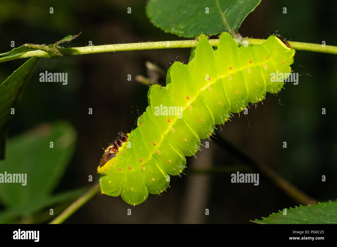 Luna moth caterpillar - Actias luna Stock Photo - Alamy