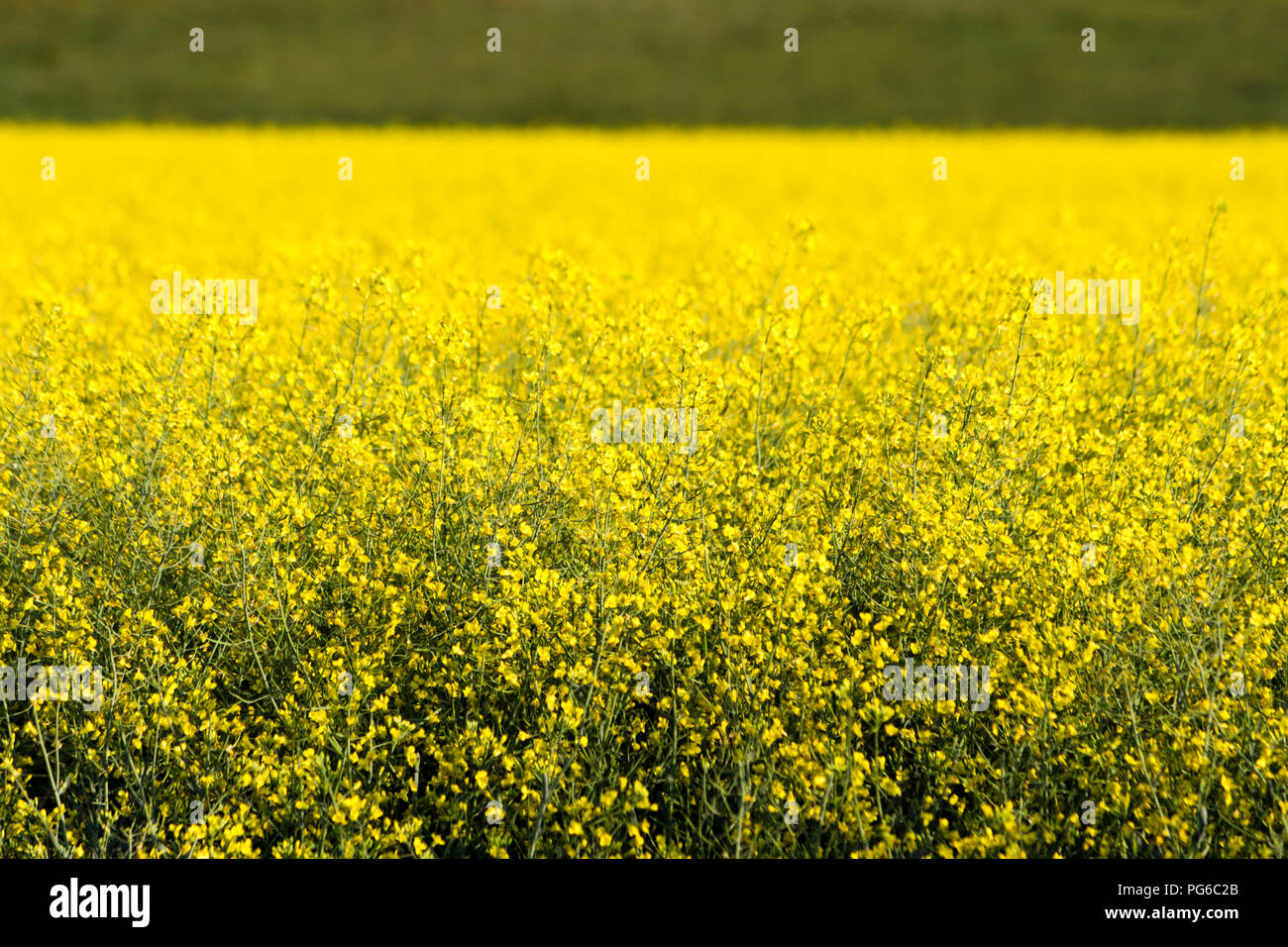 Saskatchewan farm canola hi-res stock photography and images - Alamy