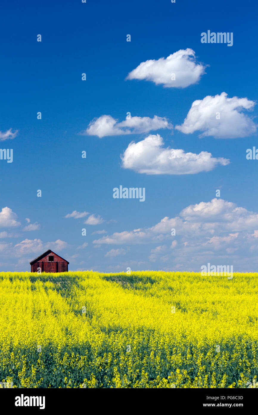 One red barn in a yellow feild of canola in bloom with blue sky and ...