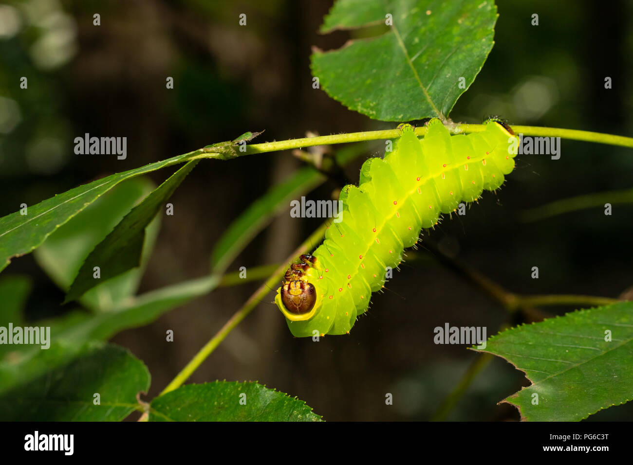 Luna Moth Caterpillar Stock Photos & Luna Moth Caterpillar Stock Images ...