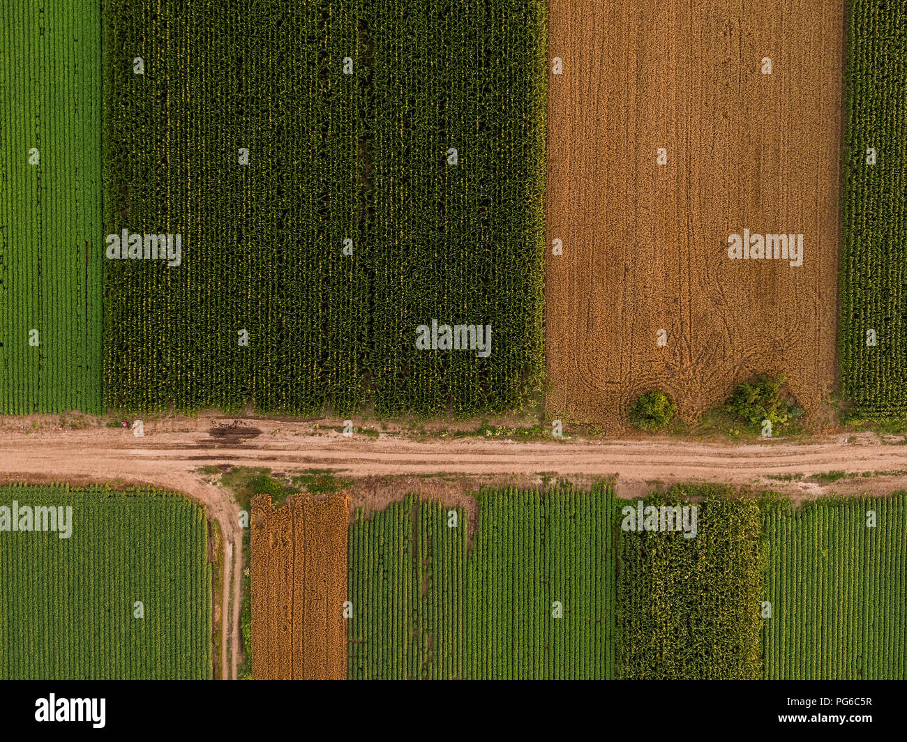 Soybean fields hi-res stock photography and images - Alamy