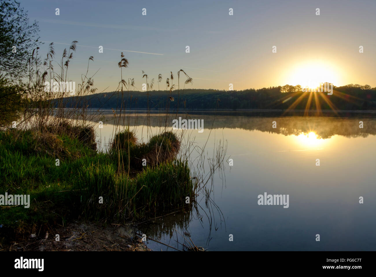 Reed tachinger see against morning sun hi-res stock photography and ...