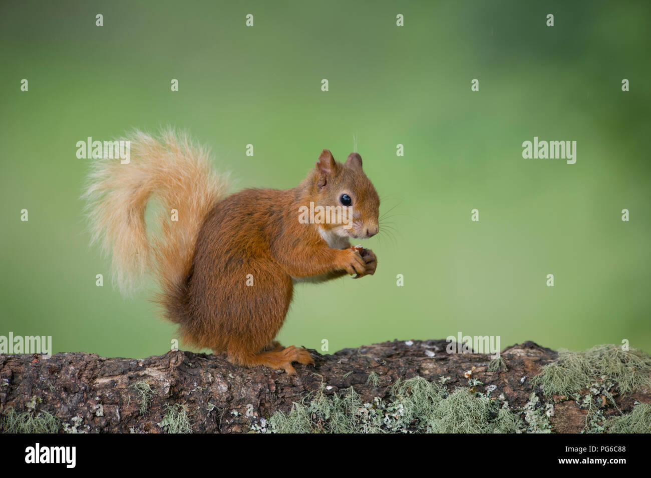 Portrait eating eurasian red hi-res stock photography and images - Alamy
