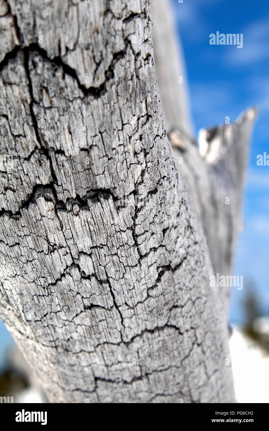 Cracked and dry tree trunk one Stock Photo - Alamy