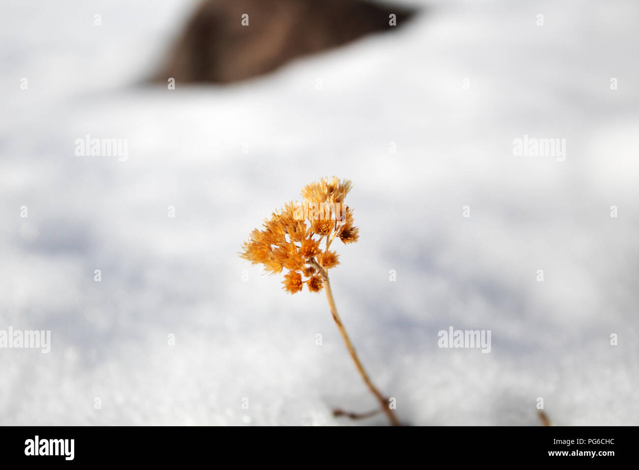 Frozen blossom from last season Stock Photo - Alamy