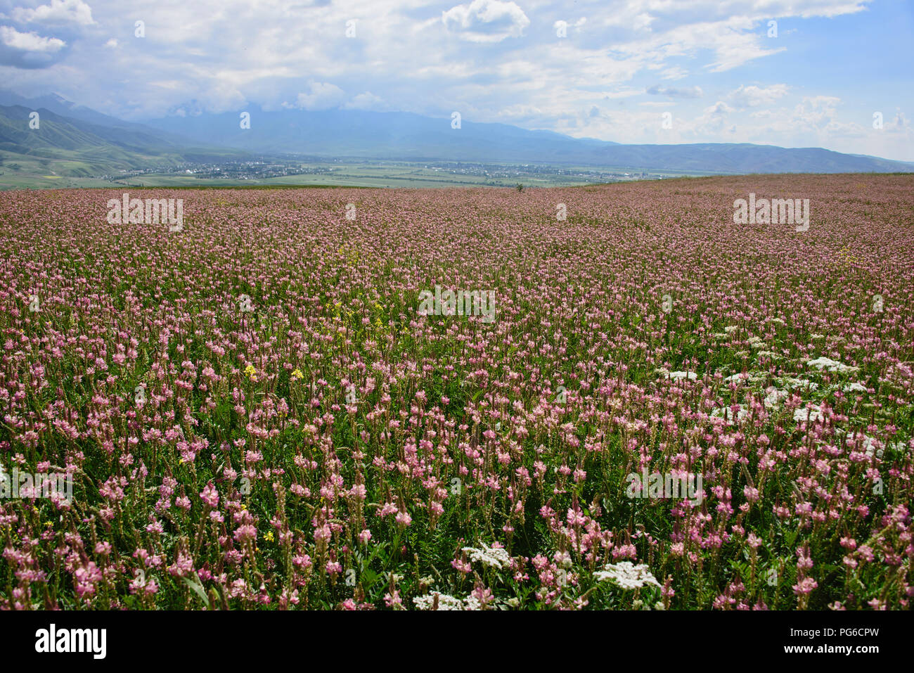 Sain foin hi-res stock photography and images - Alamy