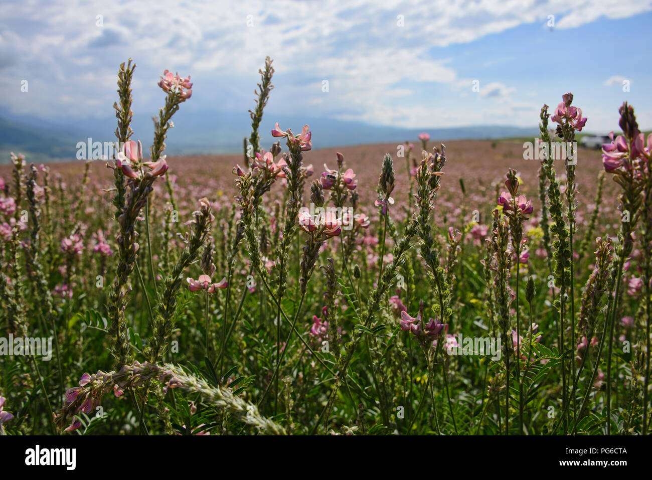 Fields of sainfoin, Bishkek, Kyrgyzstan Stock Photo - Alamy