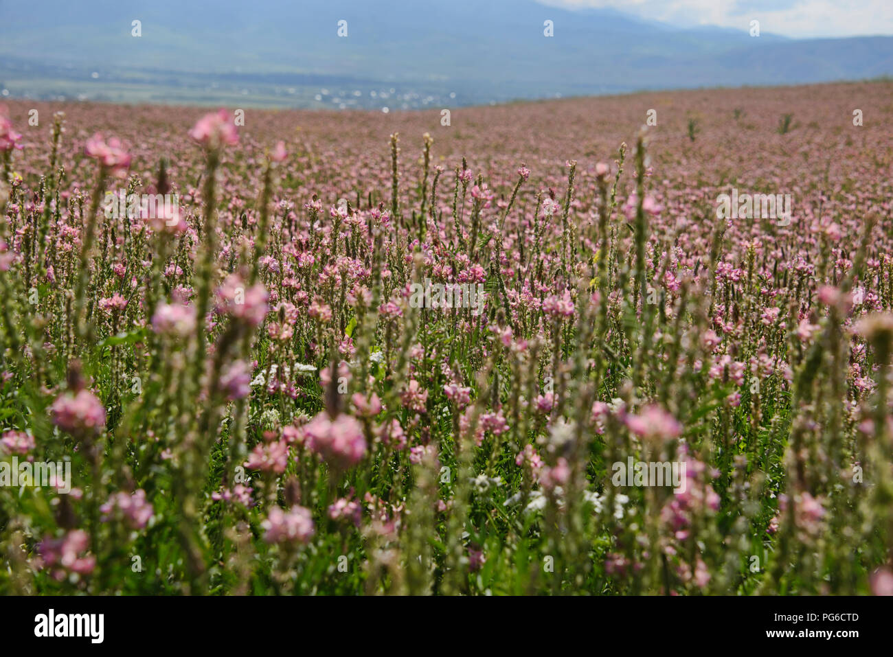 Fields of sainfoin, Bishkek, Kyrgyzstan Stock Photo - Alamy