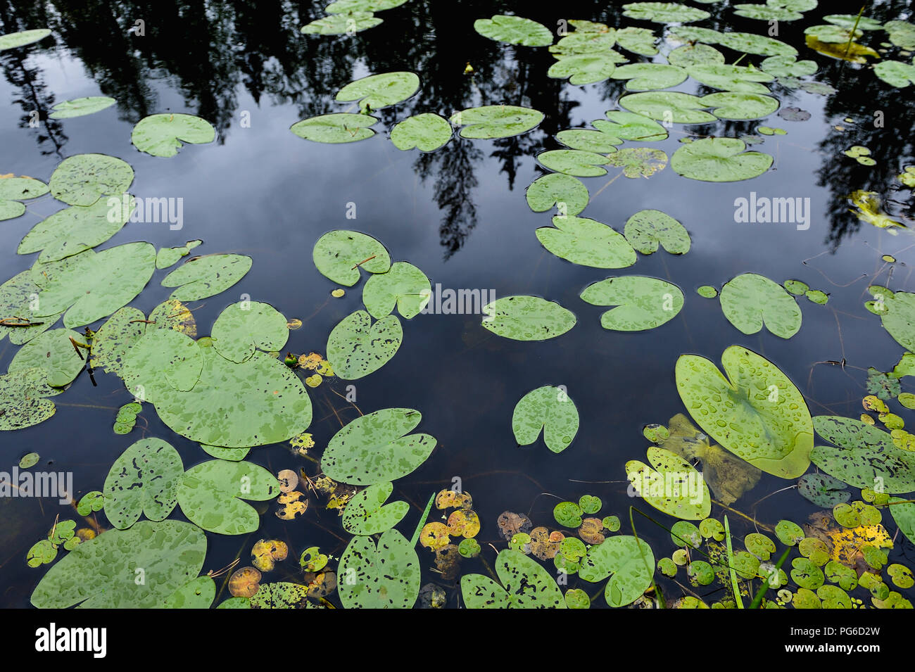 Close up background of the forest lake surface Stock Photo - Alamy