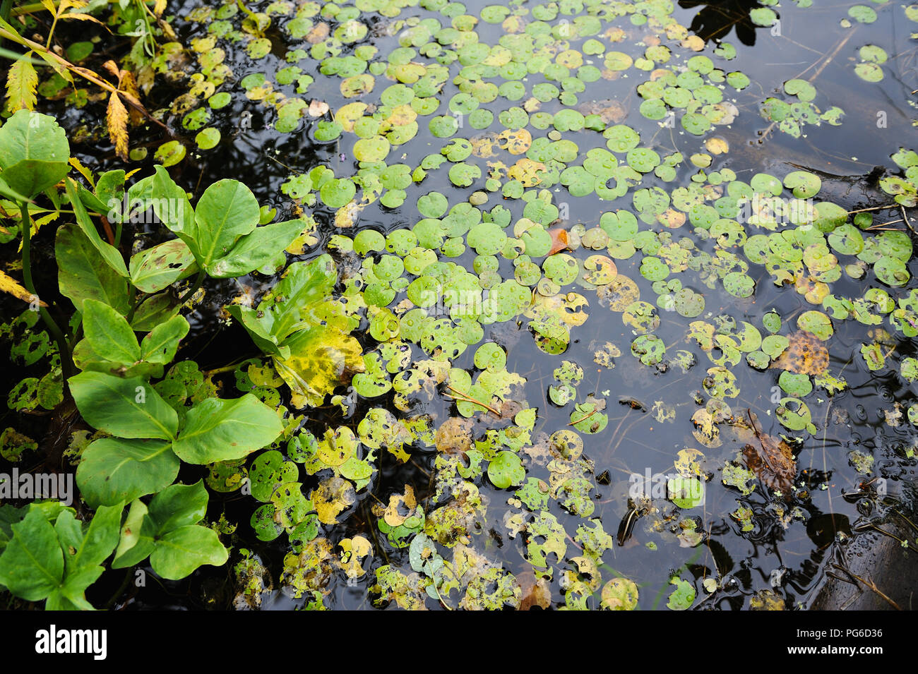 Close up background of the forest lake surface Stock Photo - Alamy