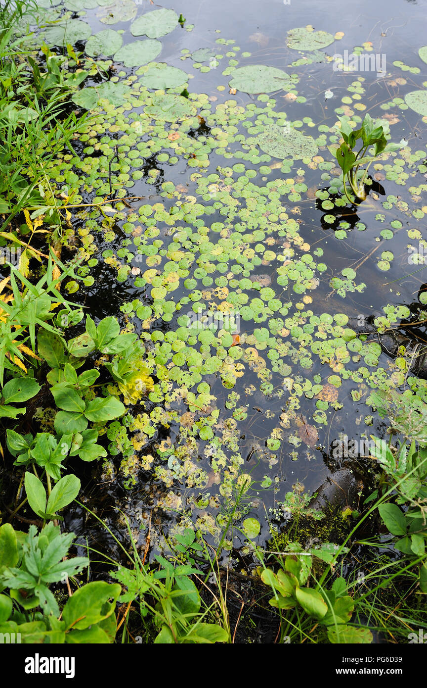 Close up background of the forest lake surface Stock Photo - Alamy