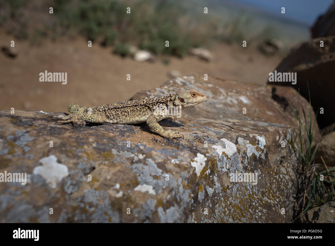 Laudakia caucasia: The Caucasian agama (Paralaudakia caucasia) is a ...