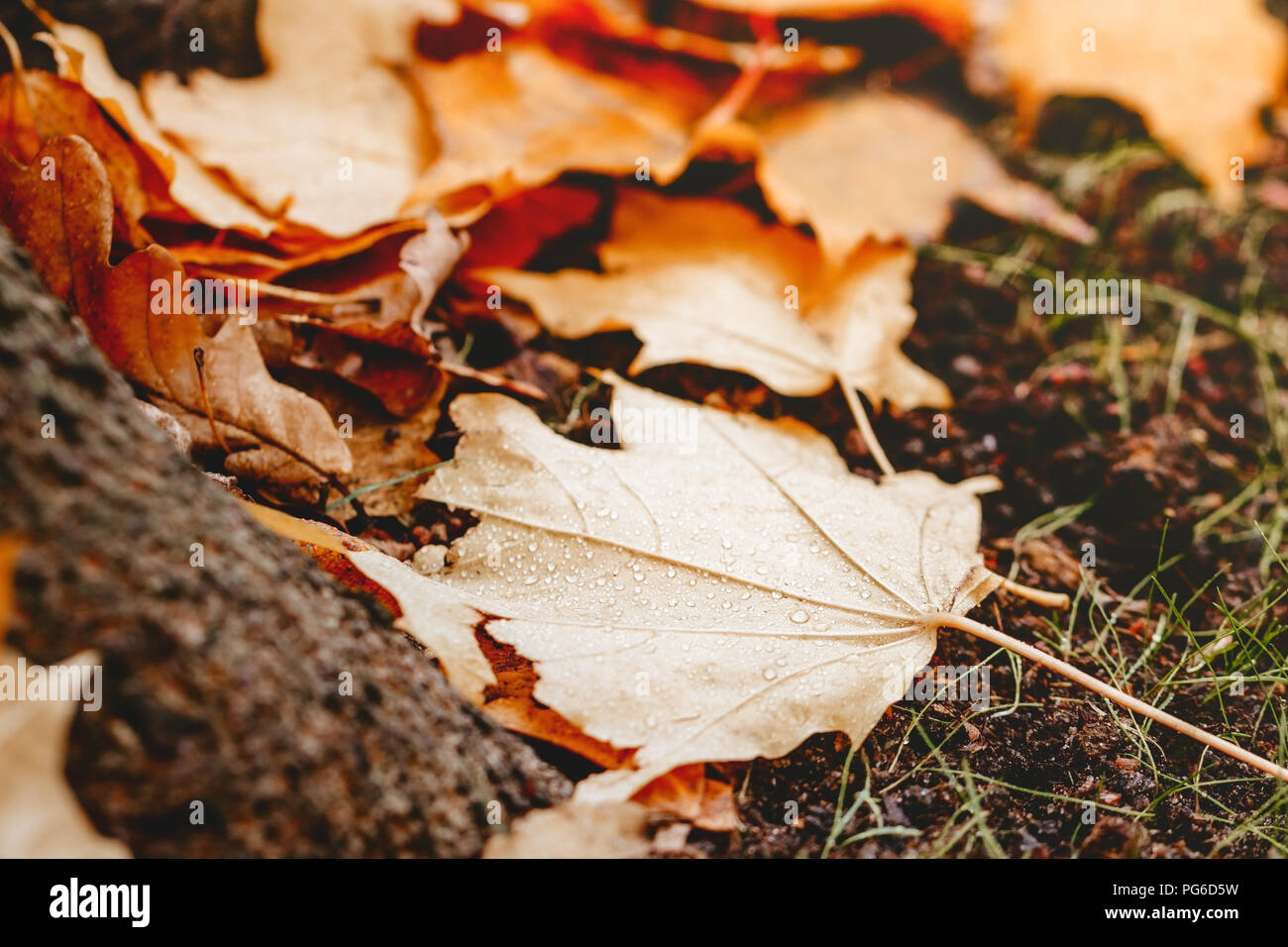 Macro photography of dead maple leaf with raindrops on it on the ground ...