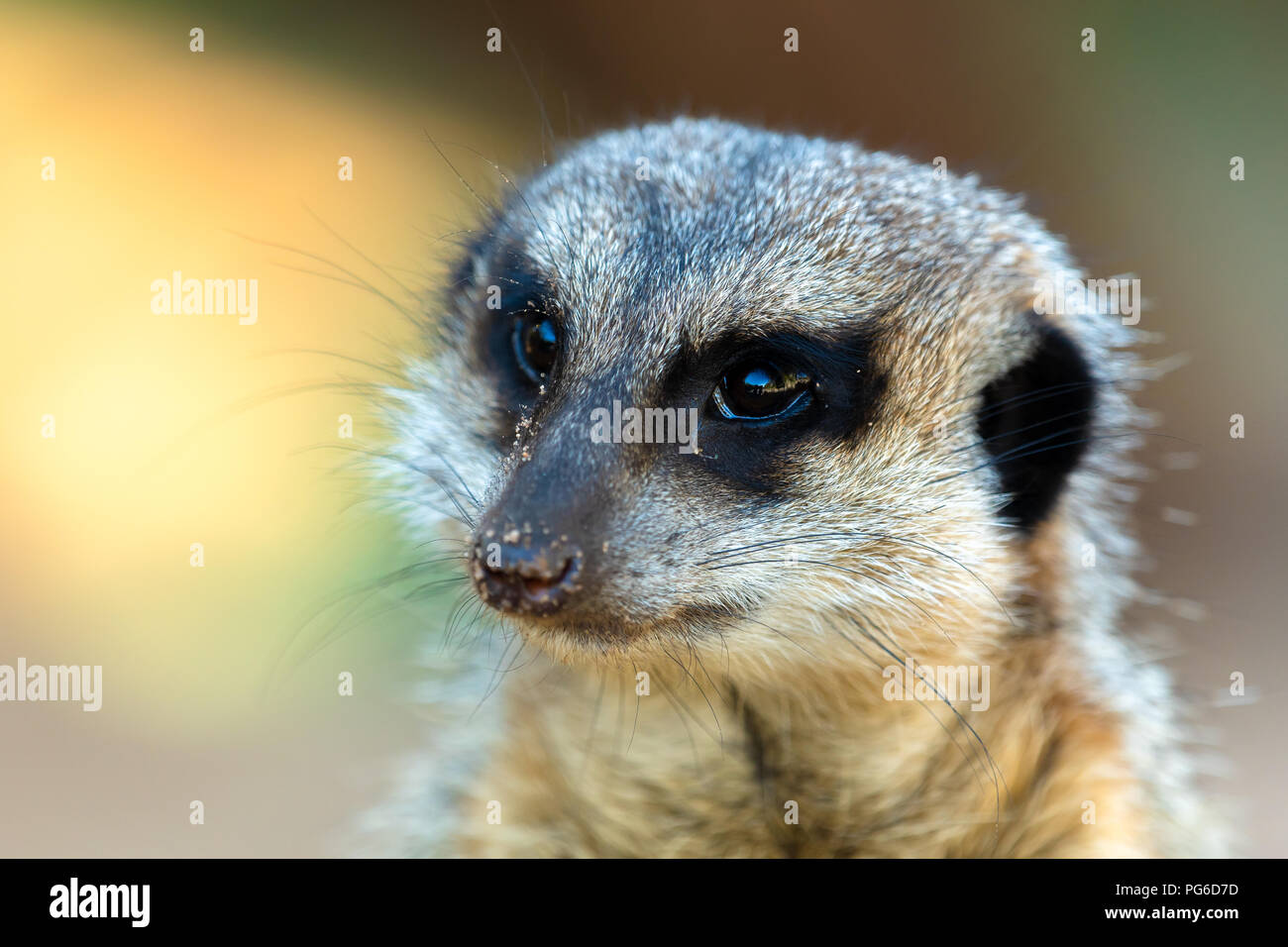 African rodent hi-res stock photography and images - Alamy