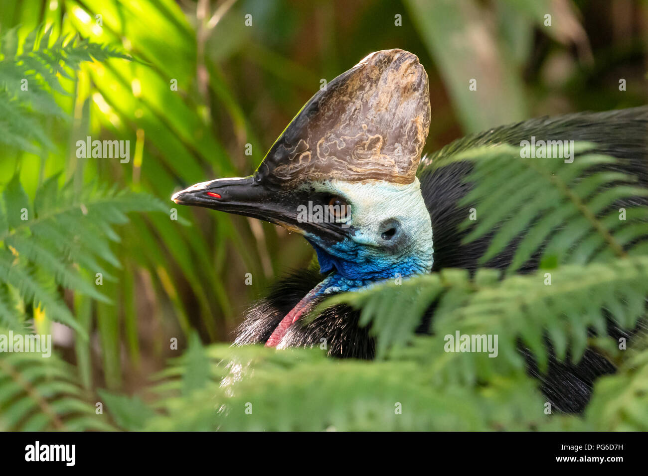 Southern Cassowary in foliage, Australian large and dangerous native ...