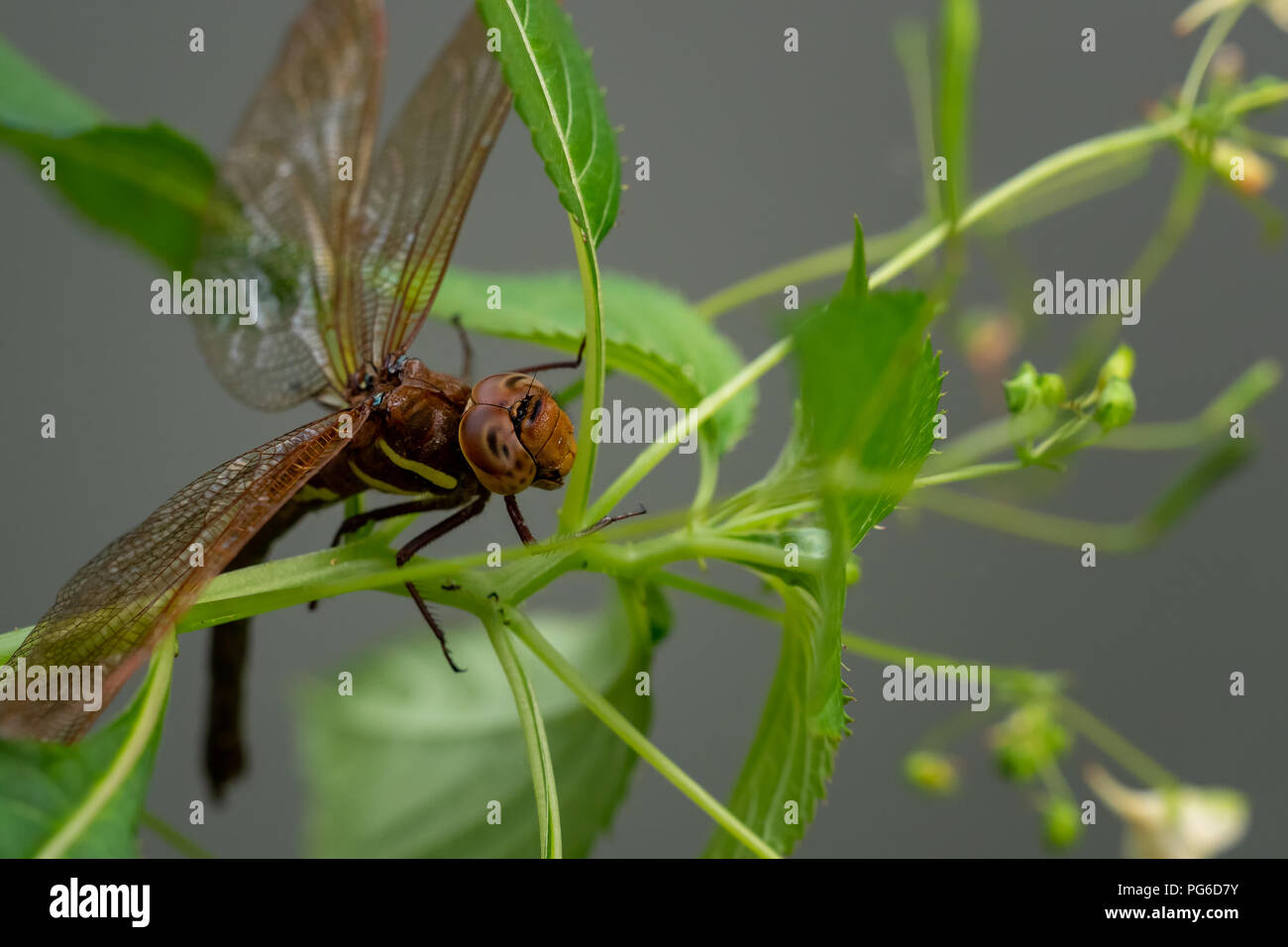 Brown dragonfly on a plant. Large dragonfly with transparent wings ...