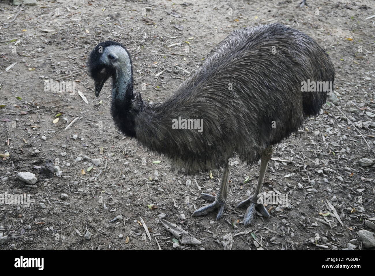 emu bird, the second-largest living bird by height, endemic to ...