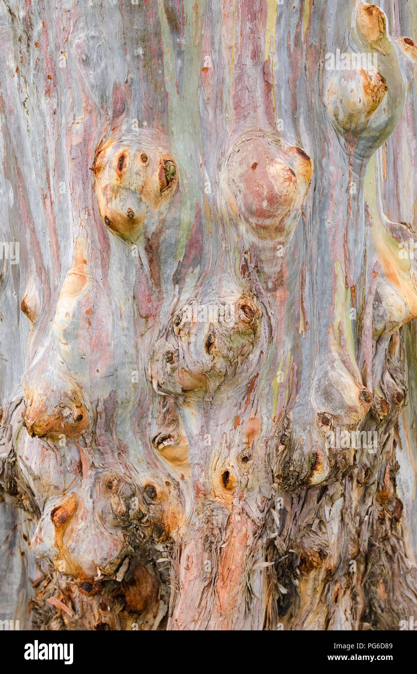 Close up of the colorful trunk of the Rainbow Eucalyptus tree Stock ...