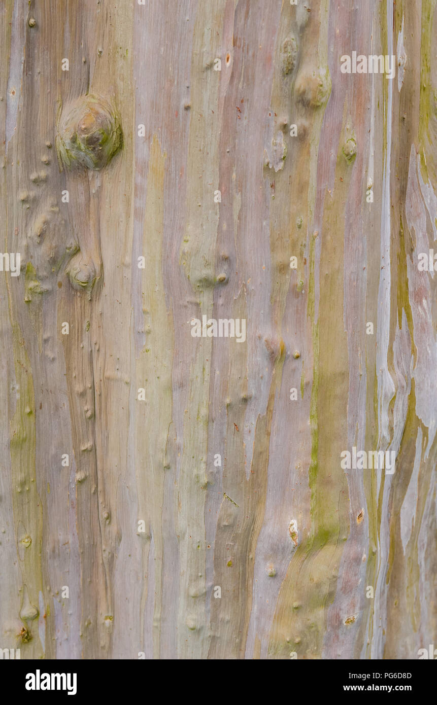 Close up of the colorful trunk of the Rainbow Eucalyptus tree Stock ...