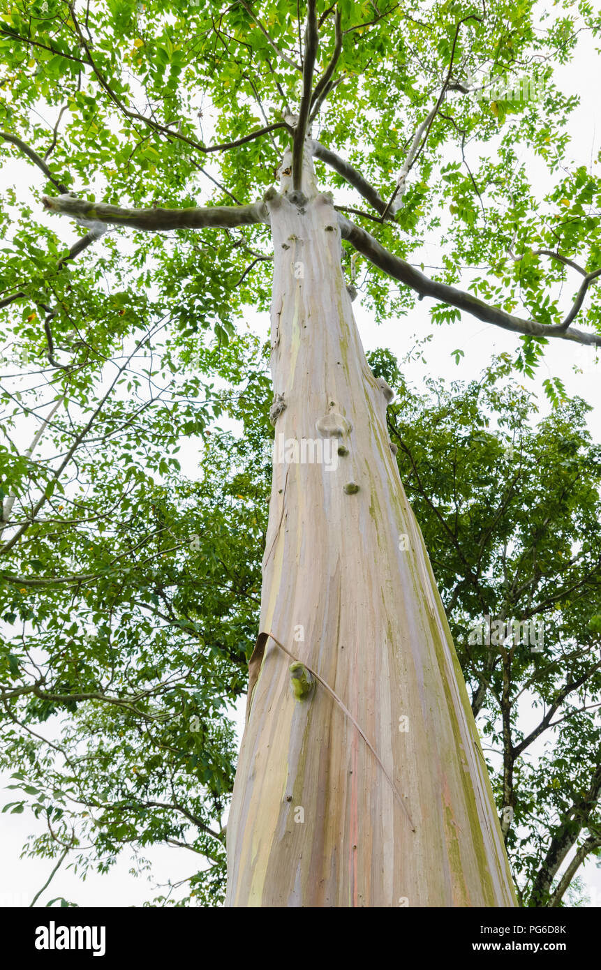 Close up of the colorful trunk of the Rainbow Eucalyptus tree Stock ...