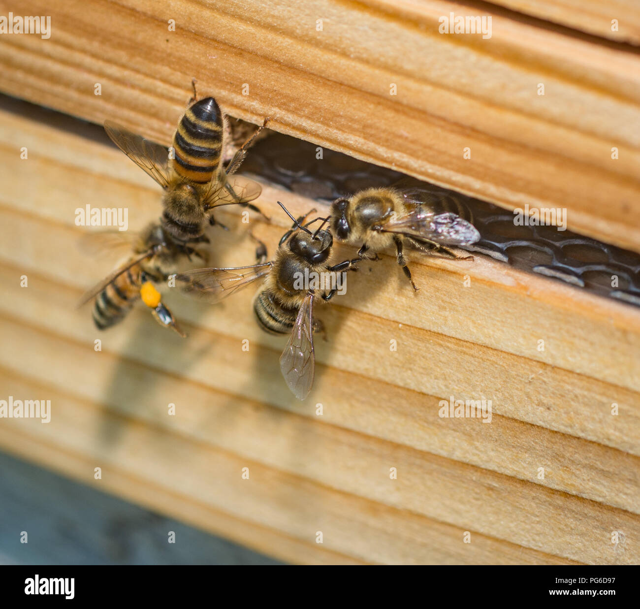 Guard bees hi-res stock photography and images - Alamy