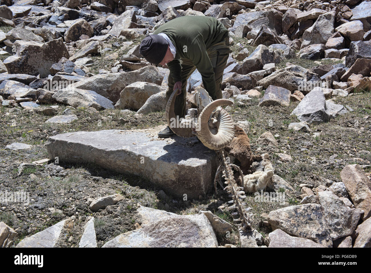 Marco Polo sheep carcass eaten by wolf, Lake Zorkul Protected Area ...