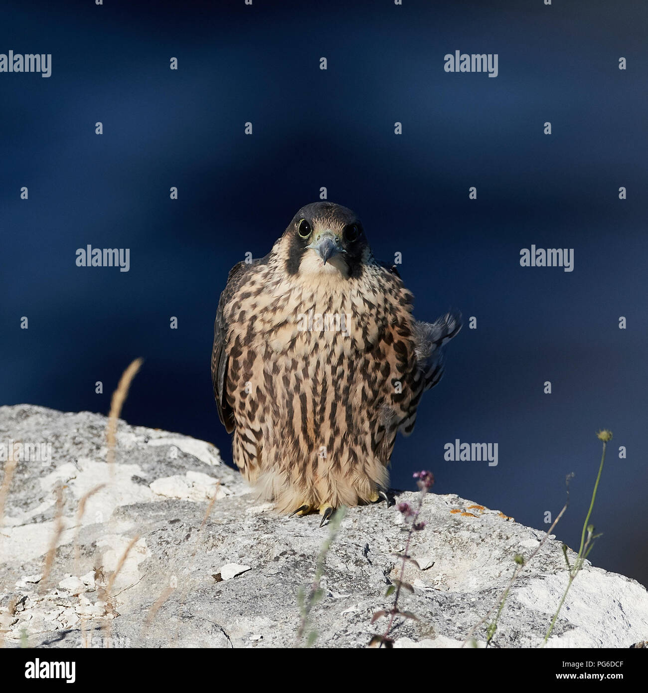 Peregrine falcon in its natural habitat in Denmark Stock Photo - Alamy