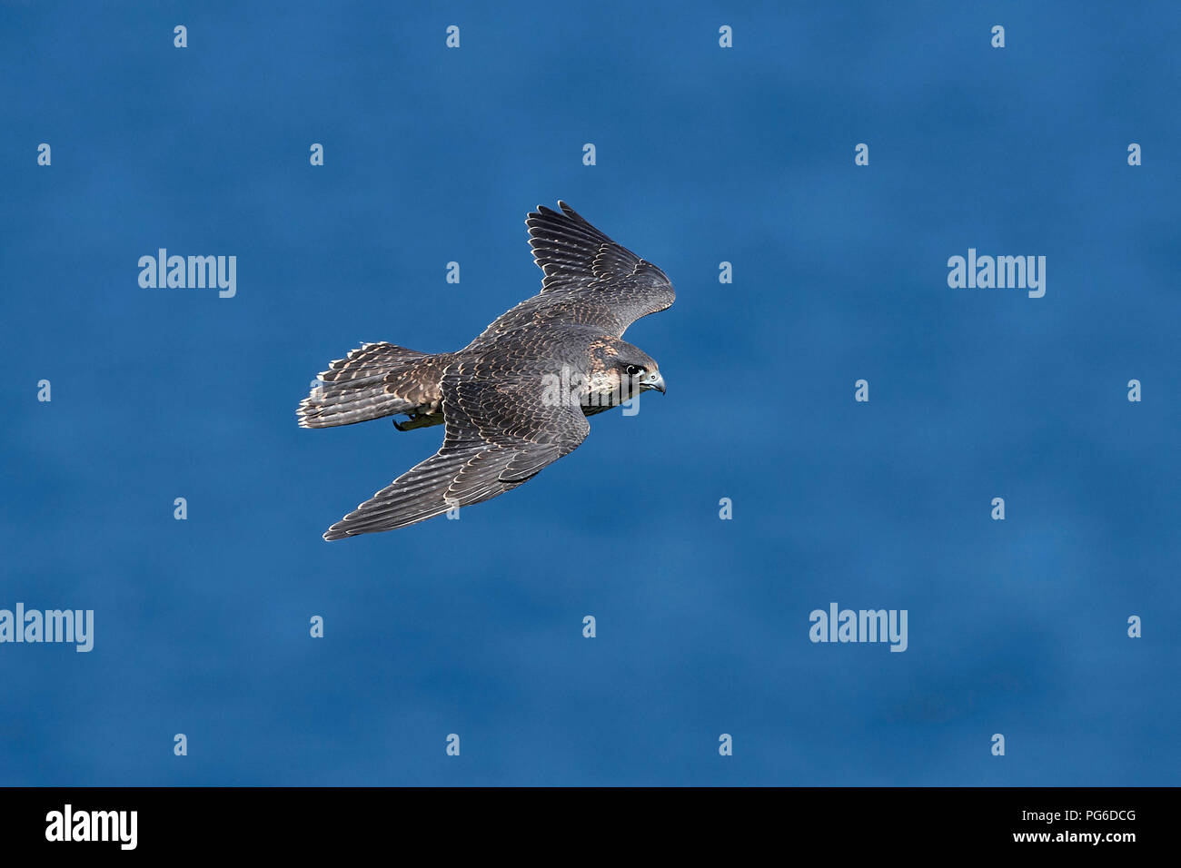 Peregrine falcon in its natural habitat in Denmark Stock Photo - Alamy