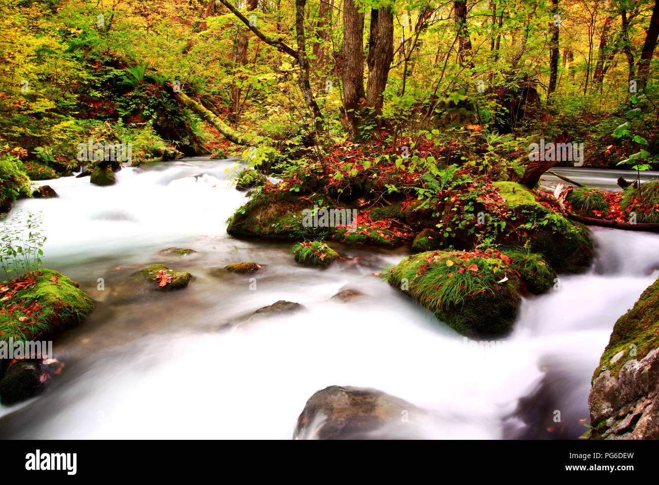 Water stream flowing through the colorful autumn forest with fallen ...