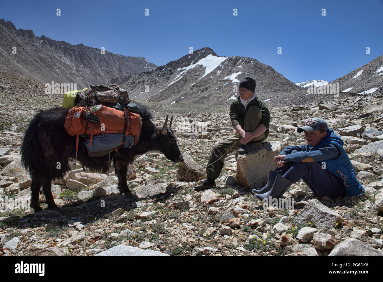 Yak trekking near Lake Zorkul, Tajikistan Stock Photo - Alamy