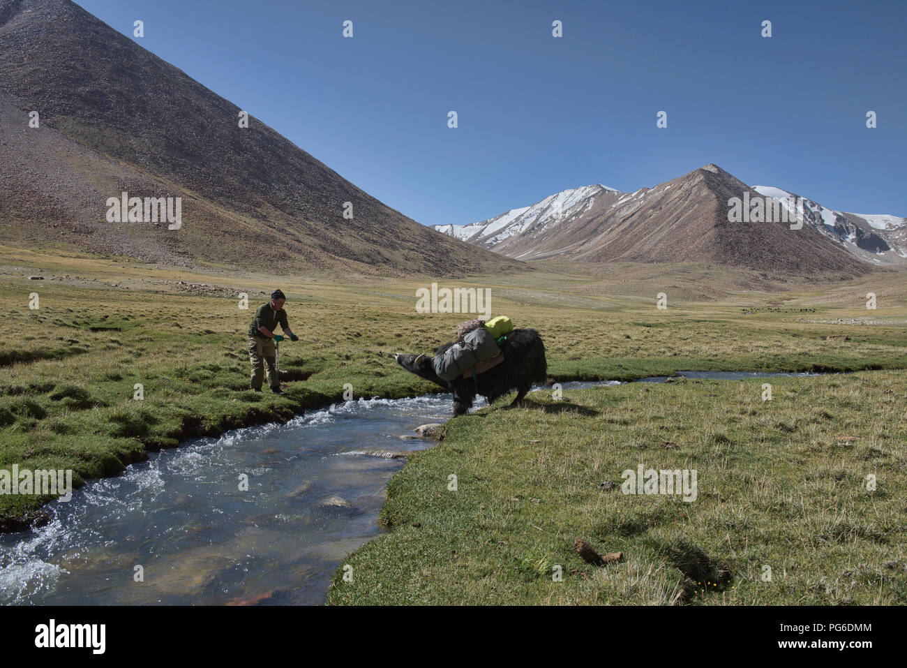 Yak trekking to Lake Zorkul, Tajikistan Stock Photo - Alamy