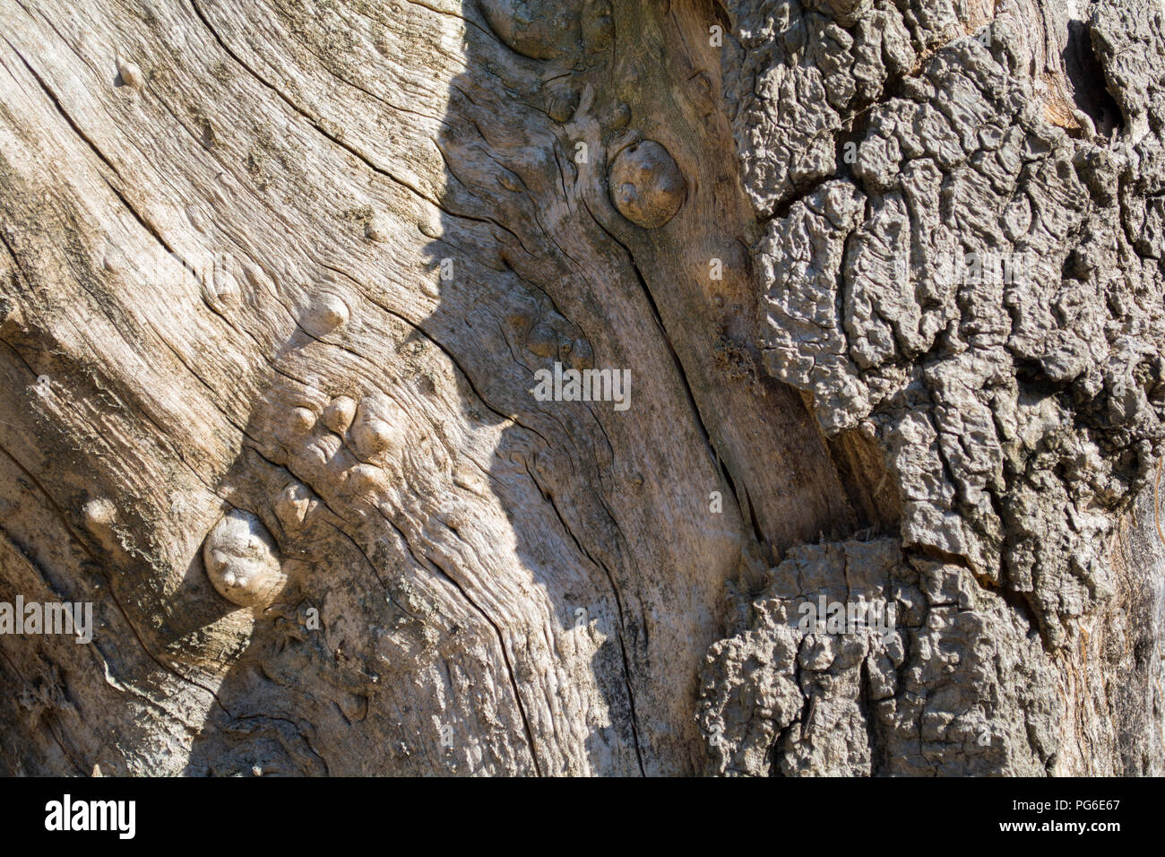 Close up body of a dry tree Stock Photo - Alamy