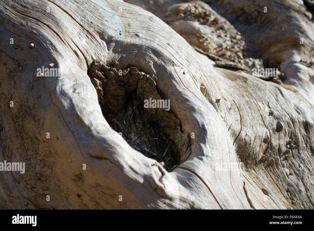 Dry stone wall oak tree hi-res stock photography and images - Alamy