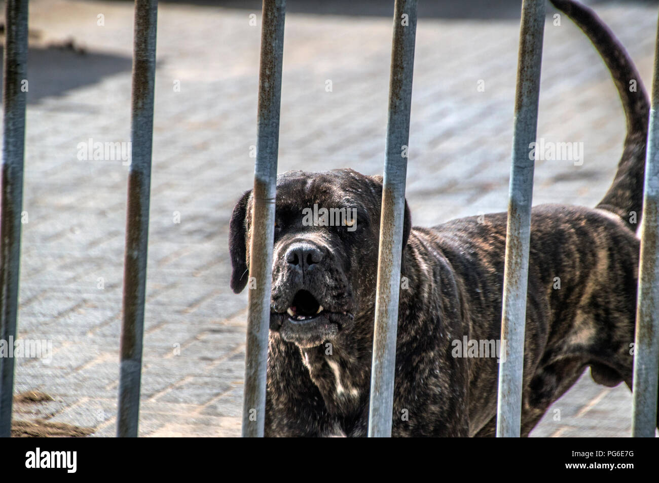 Barking Dog Gate High Resolution Stock Photography and Images - Alamy