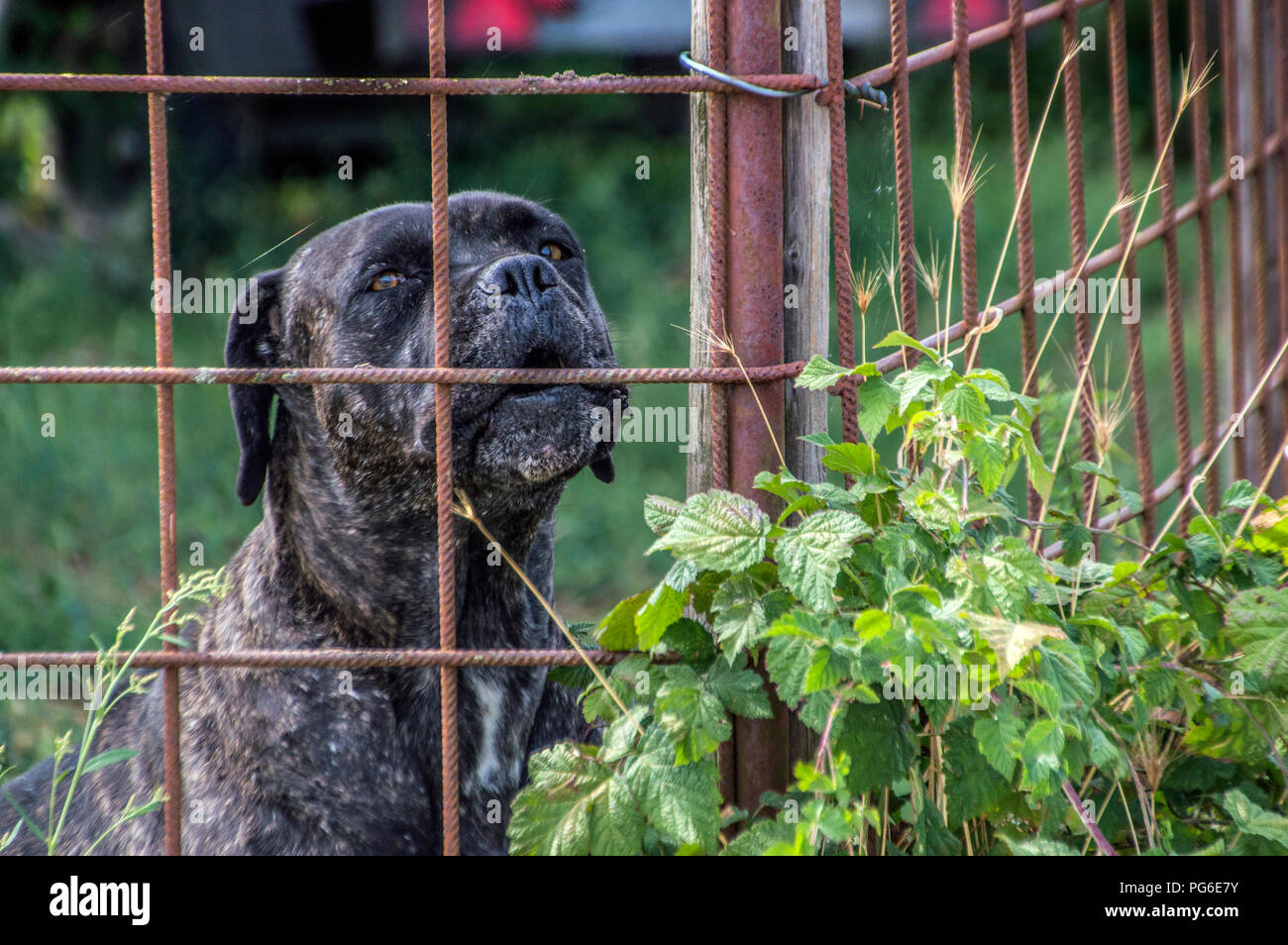 Dog Behind A Gate High Resolution Stock Photography and Images - Alamy