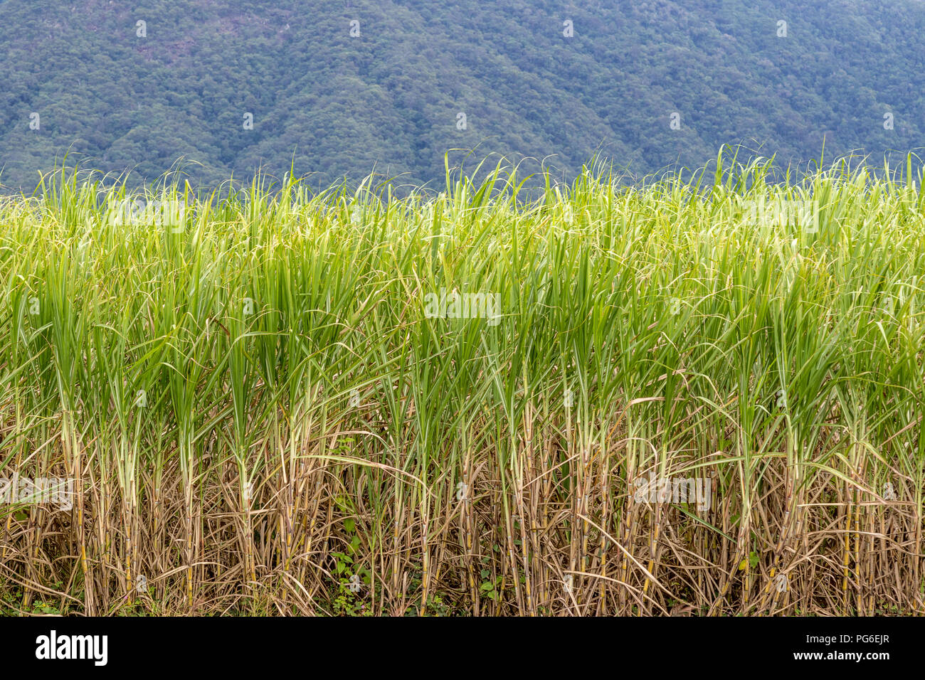 Sugar cane field Stock Photo - Alamy