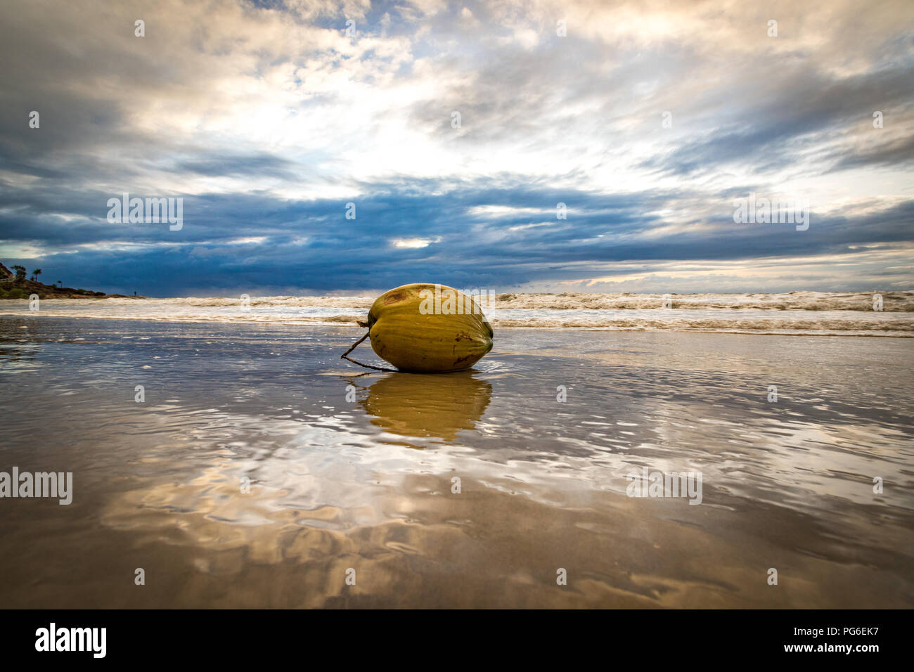 Coconut on beach with reflection in water Stock Photo - Alamy