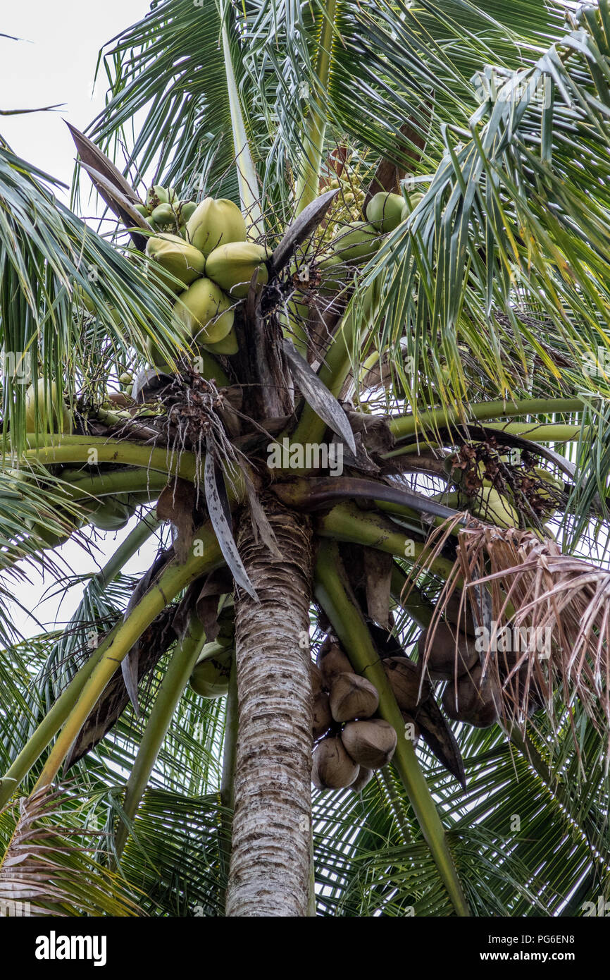 Coconut palm cocos nucifera close up hi-res stock photography and ...