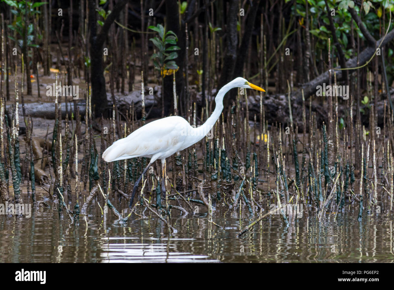 Great Egret in Daintree river Stock Photo - Alamy