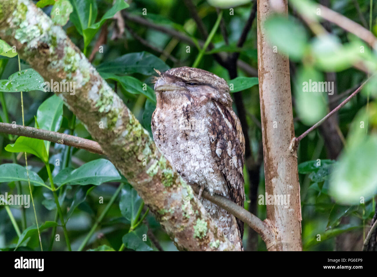 Marbled frogmouth owl in tropical rainforest Stock Photo - Alamy
