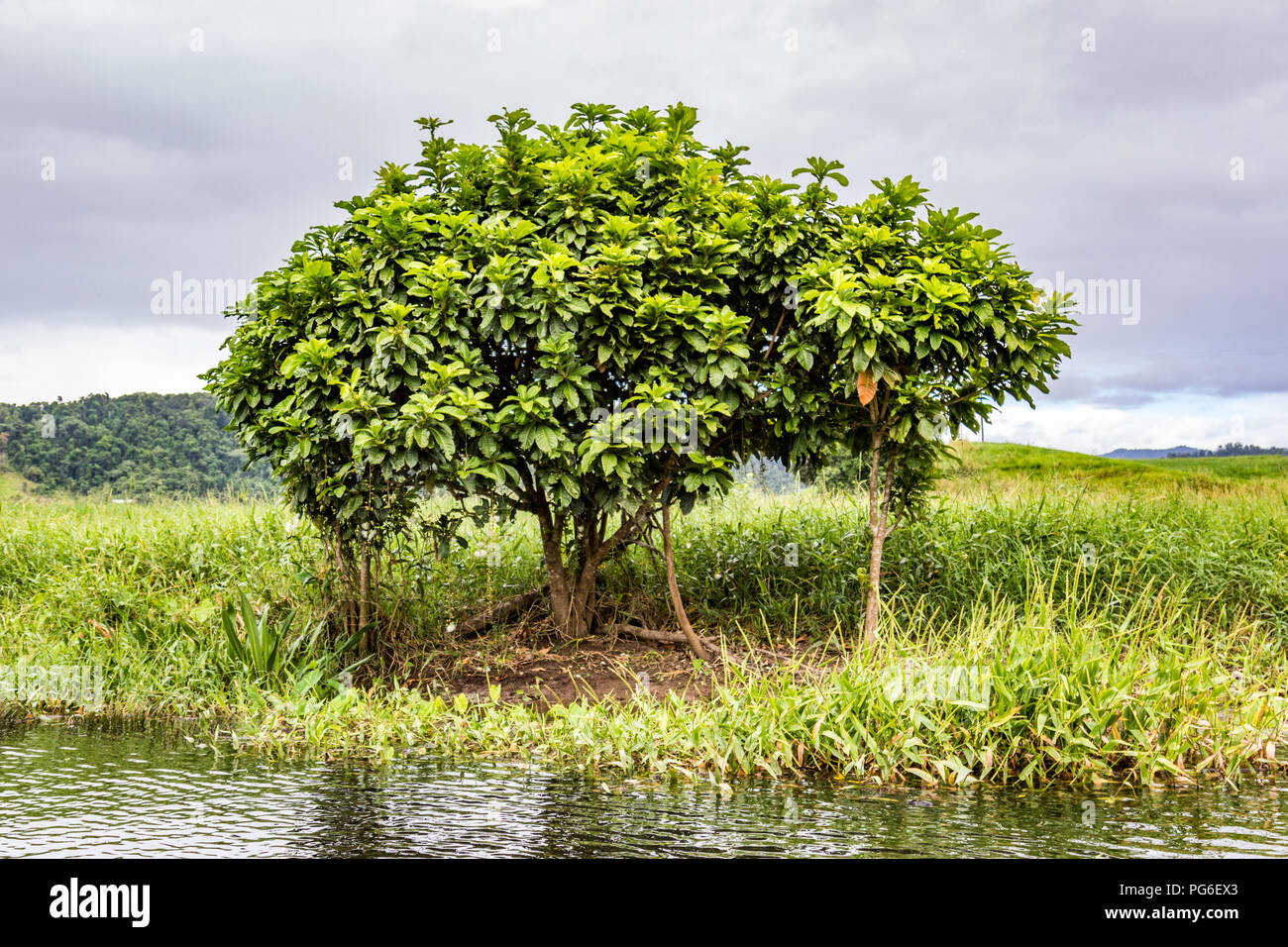 Far north queensland daintree rainforest hi-res stock photography and ...