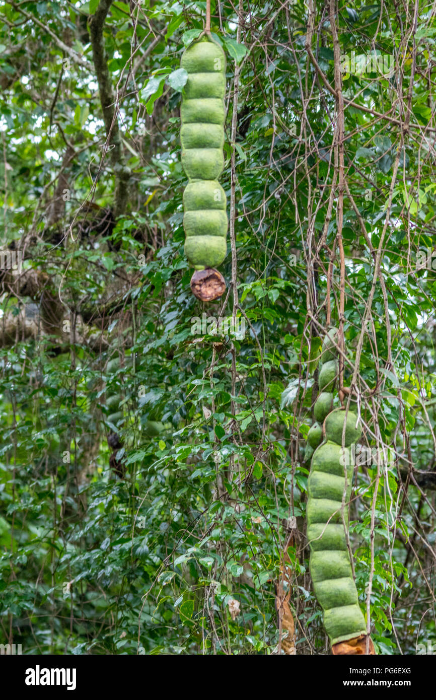 Daintree snuff box sea bean Stock Photo - Alamy