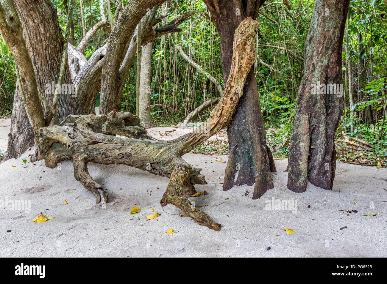 Washed up log on island beach Stock Photo - Alamy